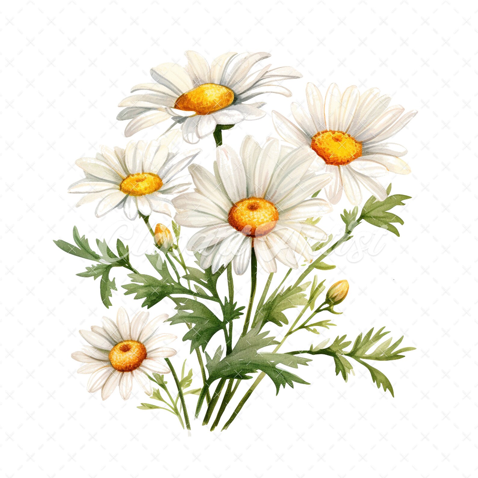 20 High-quality Daisies Clipart Daisies Digital Watercolor JPG Instant ...