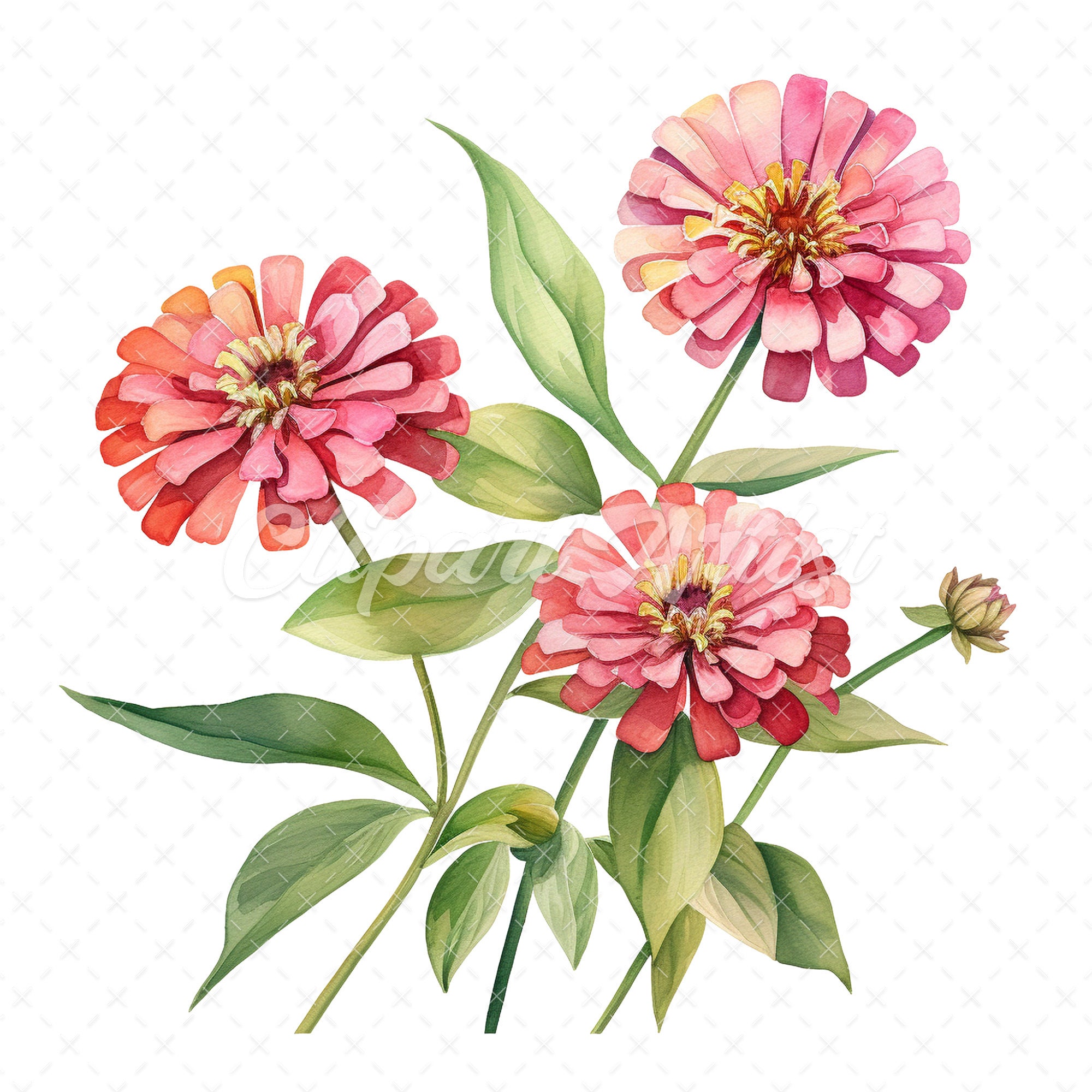 Watercolor Zinnia Clipart – Floral Art, Commercial Use (digital ...
