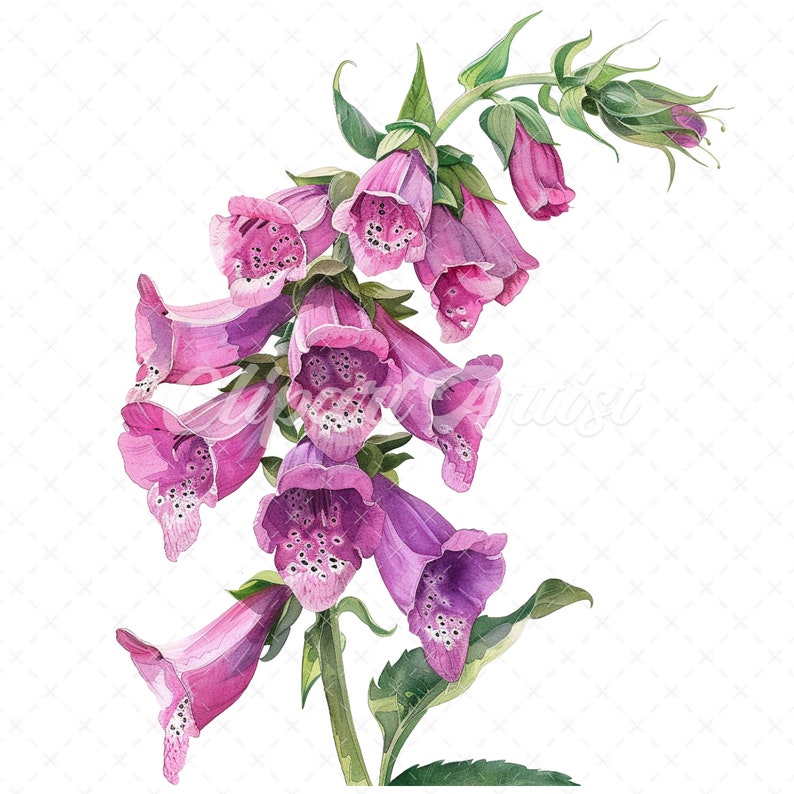Foxglove Watercolor Clipart – Floral Digital Art (Digital Download ...