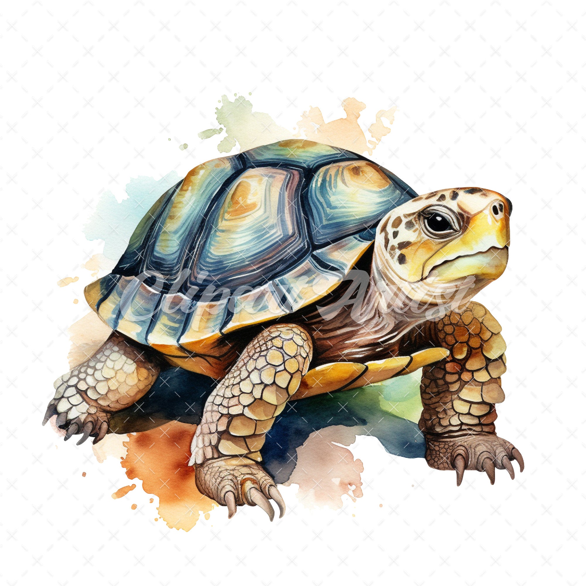 20 High-quality Cute Tortoise Clipart Cute Tortoise Digital Watercolor ...