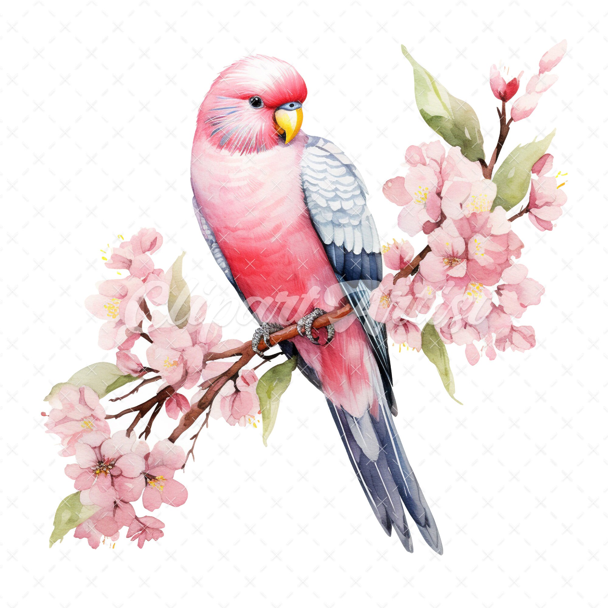 18 High-quality Pink Bourke Parakeet Clipart Pink Parakeet Digital ...