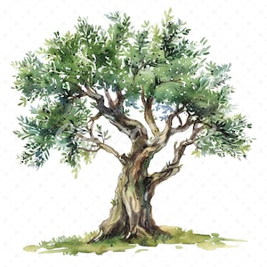 20 High-quality Olive Trees Clipart - Olive Trees Digital Watercolor JPG Instant Download for ...