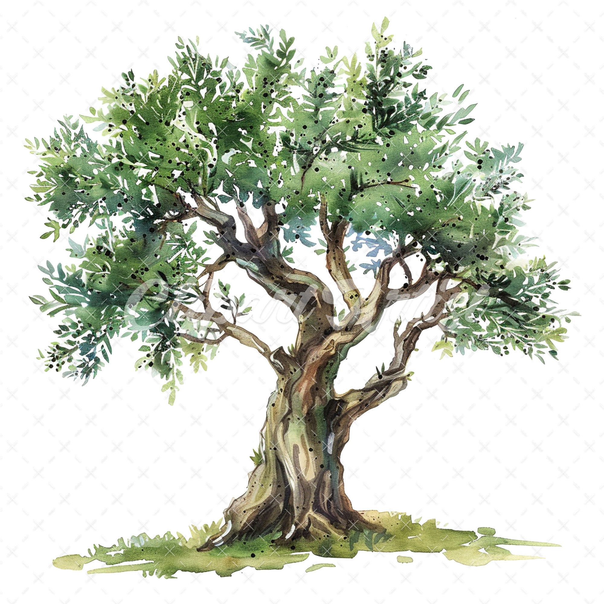 20 High-quality Olive Trees Clipart Olive Trees Digital Watercolor JPG ...