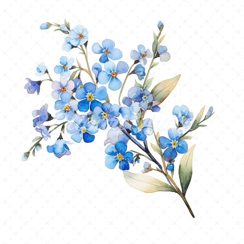 20 High-quality Forget Me Not Clipart Forget Me Not Digital Watercolor ...