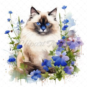 20 High-quality Ragdoll Cats Clipart - Ragdoll Cat Digital Watercolor ...