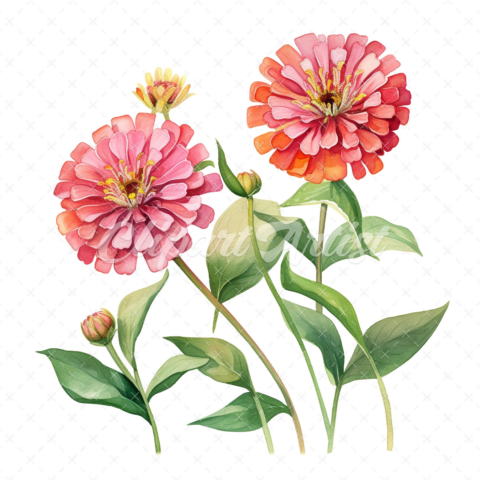 Watercolor Zinnia Clipart – Floral Art, Commercial Use (digital ...