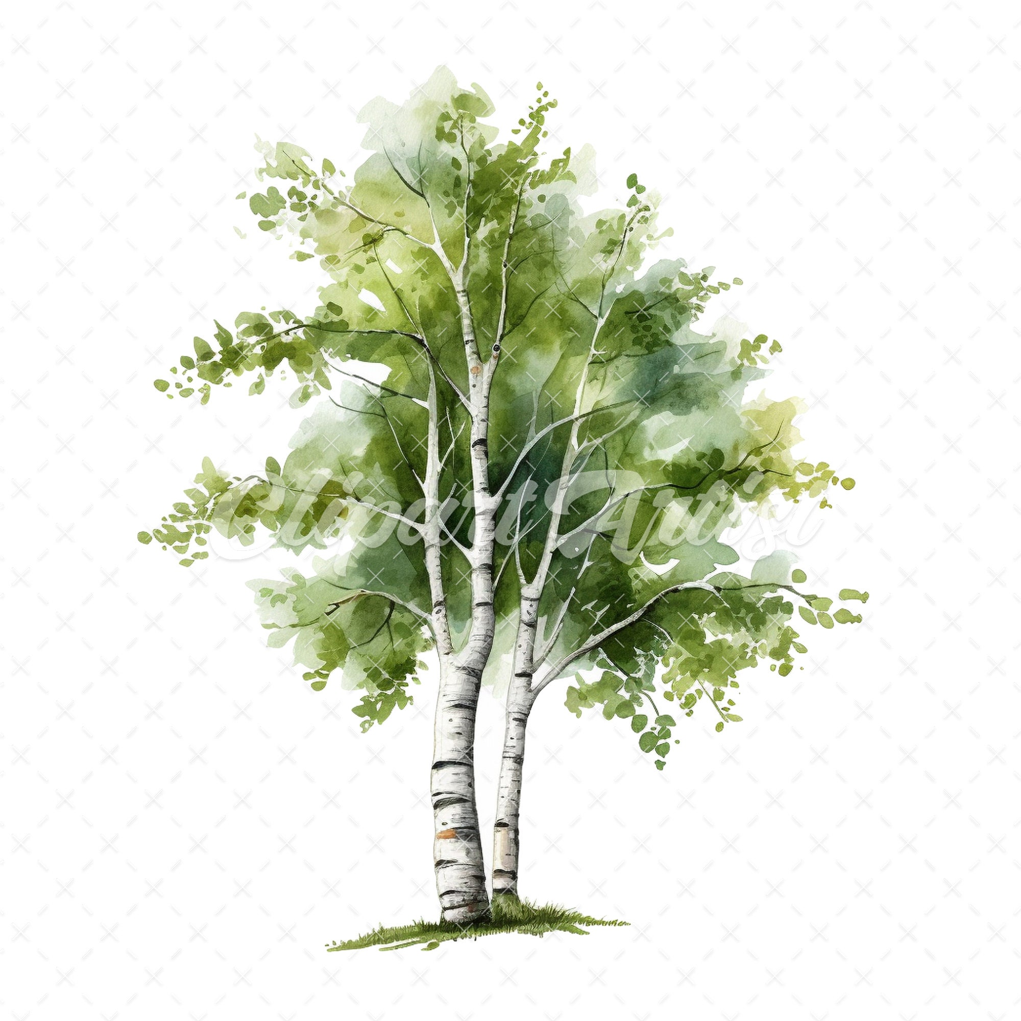 Watercolor Birch Tree Clipart – Commercial Use (digital Download) - Etsy