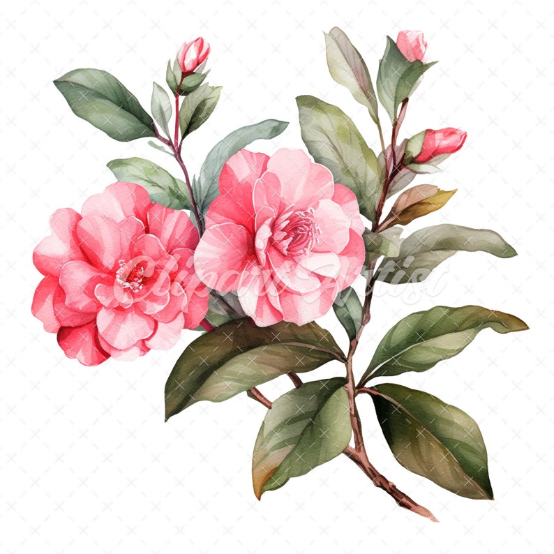 Watercolor Camellia Clipart – 19 Flower Illustrations (digital Download ...