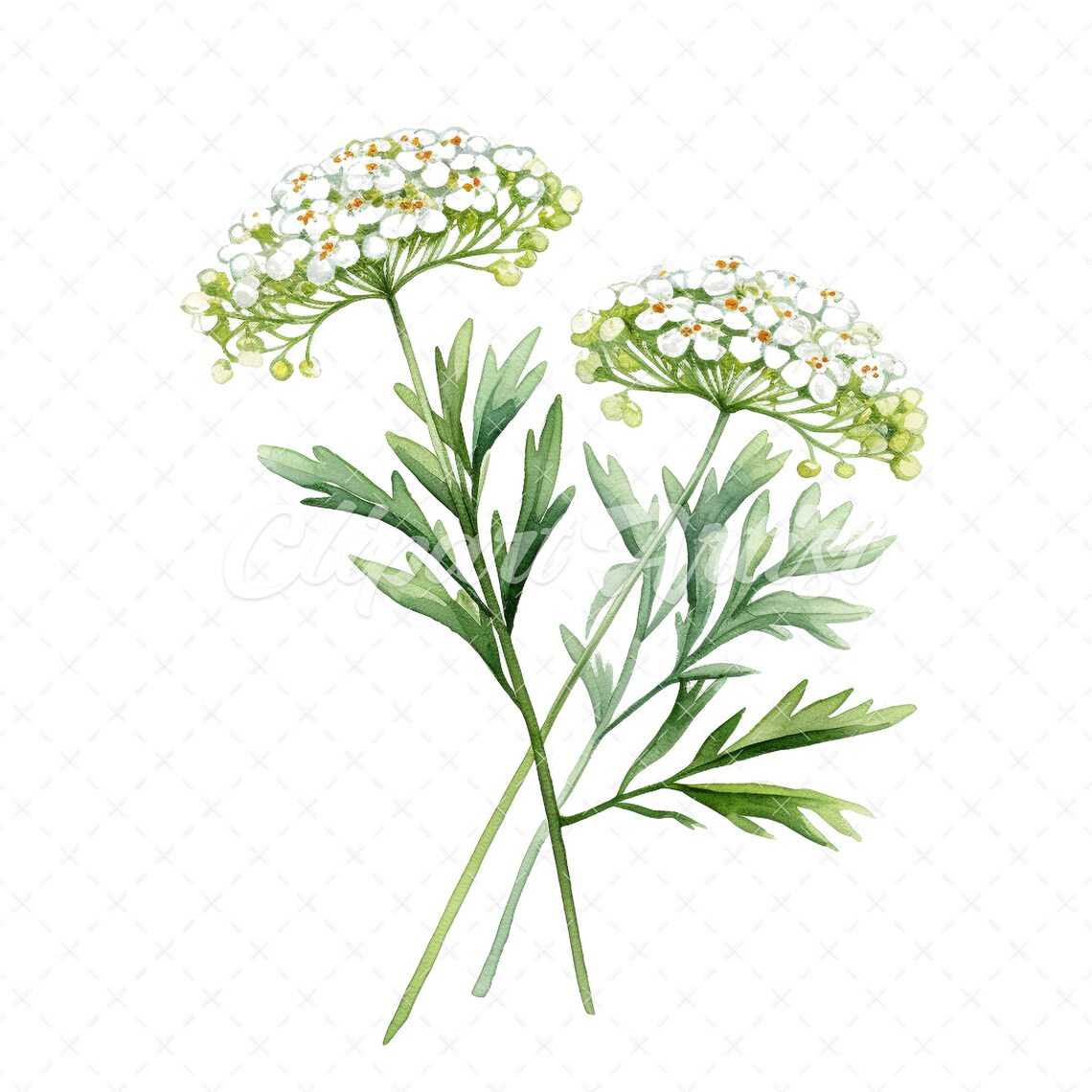 20 High-quality Yarrow Clipart Yarrow Flowers Digital - Etsy