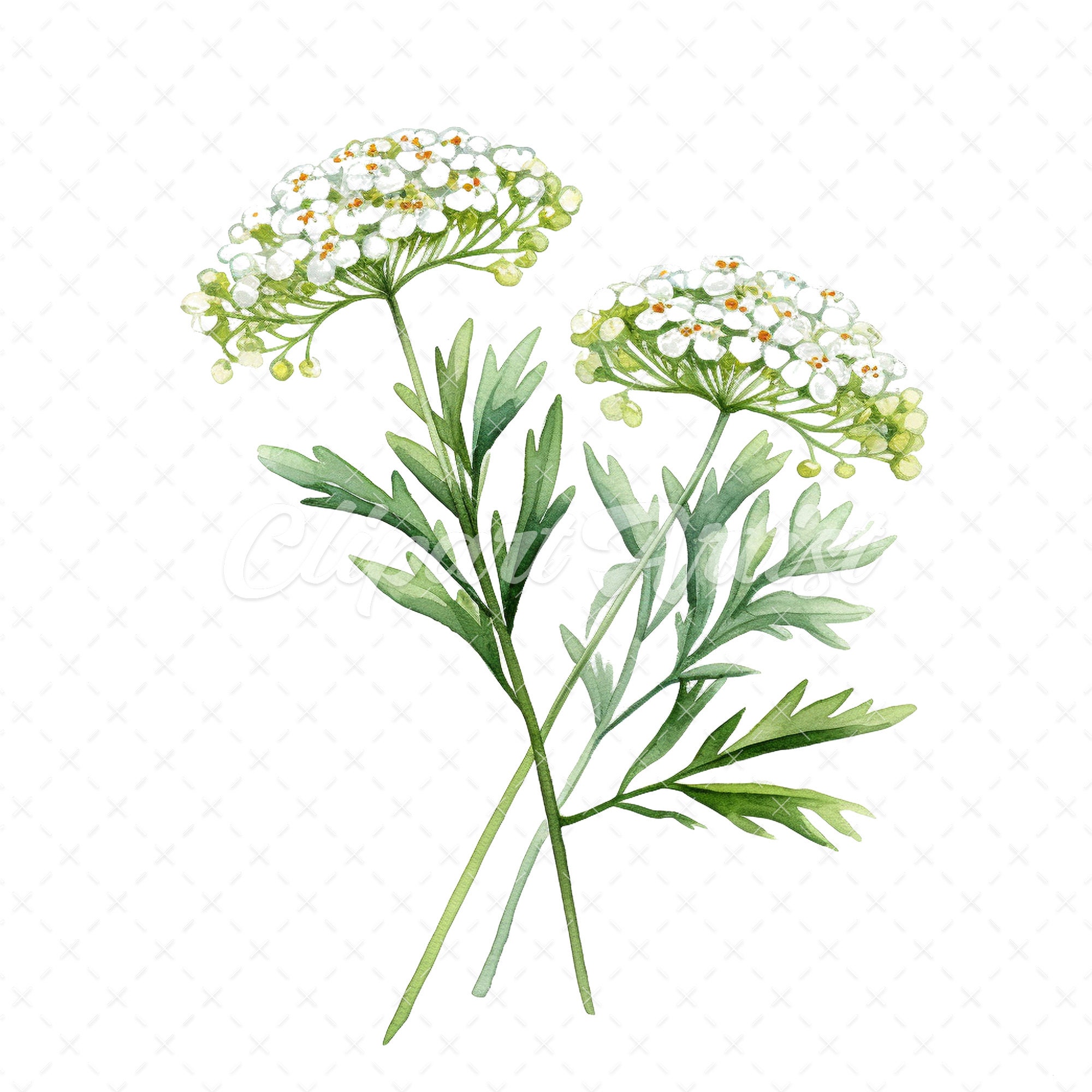 20 High-quality Yarrow Clipart Yarrow Flowers Digital - Etsy