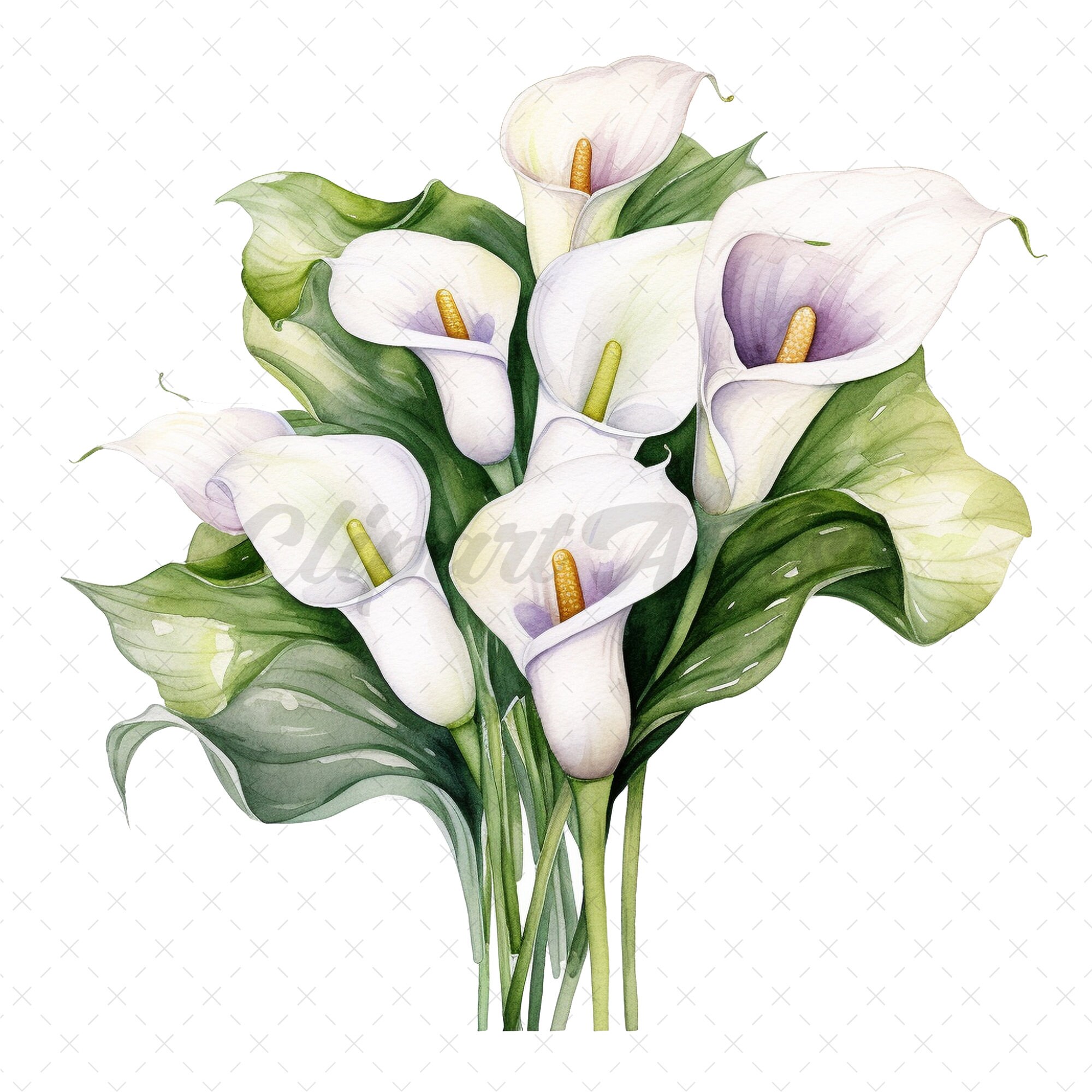 18 High-quality Calla Lilies Bouquets Clipart Calla Lilies Digital ...