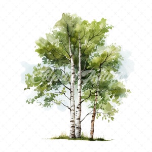 19 High-quality Birch Tree Clipart - Birch Tree Digital Watercolor JPG ...
