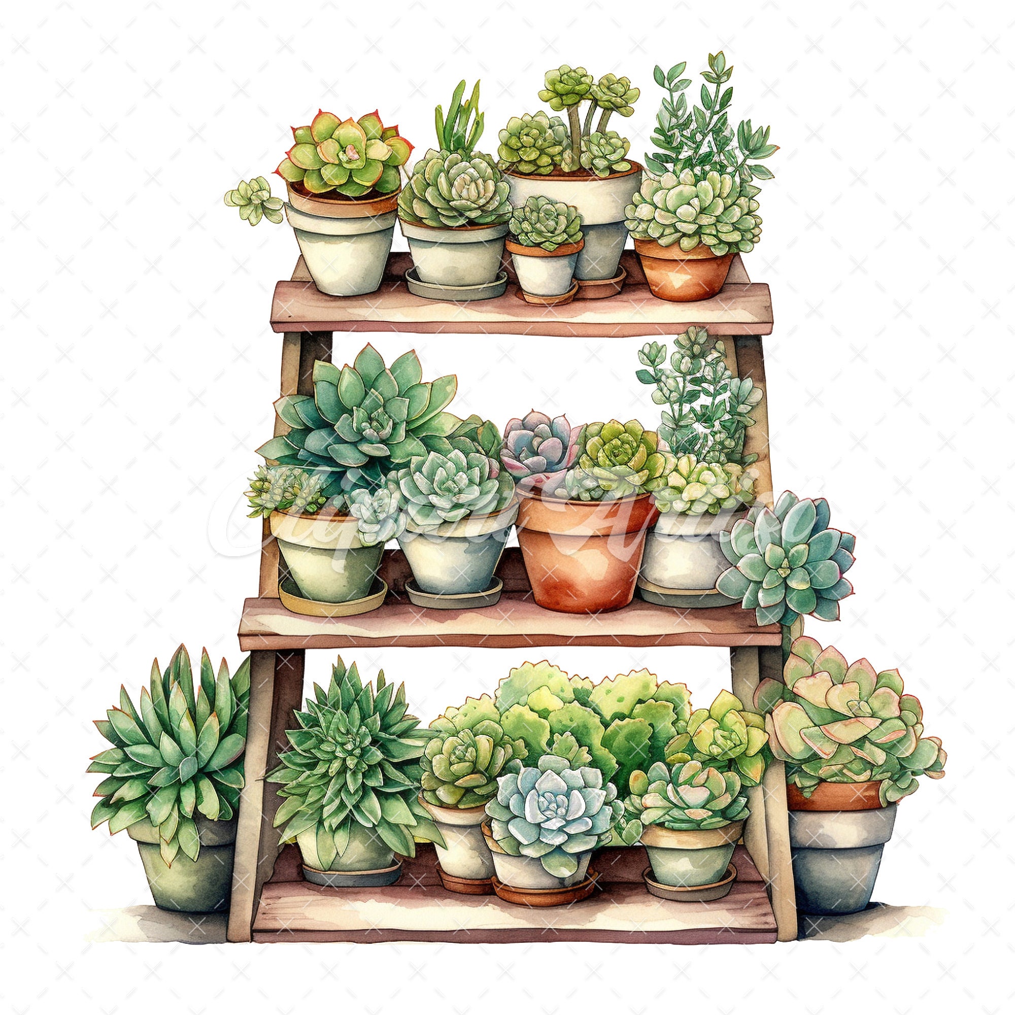 20 High-quality Succulent Rack Clipart Succulent Rack Digital ...