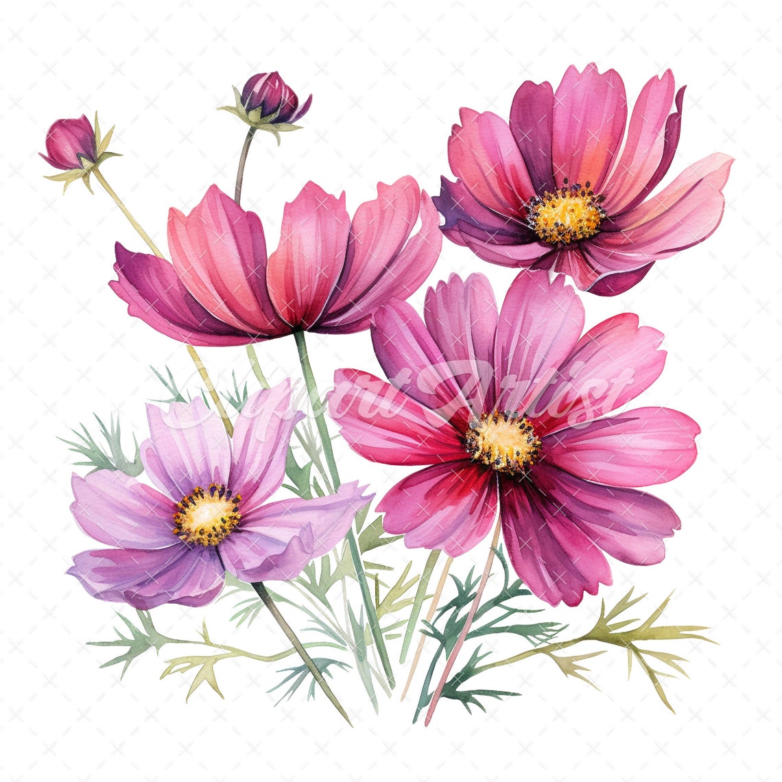 20 High-quality Cosmos Clipart Cosmos Flower Digital - Etsy