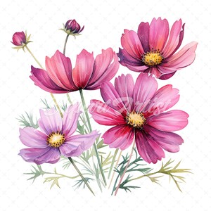 20 High-quality Cosmos Clipart - Cosmos Flower Digital Watercolor JPG ...