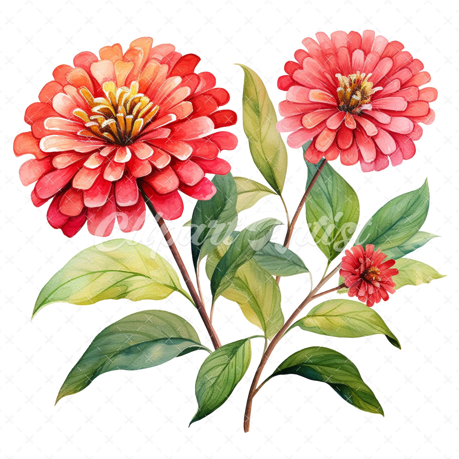 Watercolor Zinnia Clipart – Floral Art, Commercial Use (digital ...