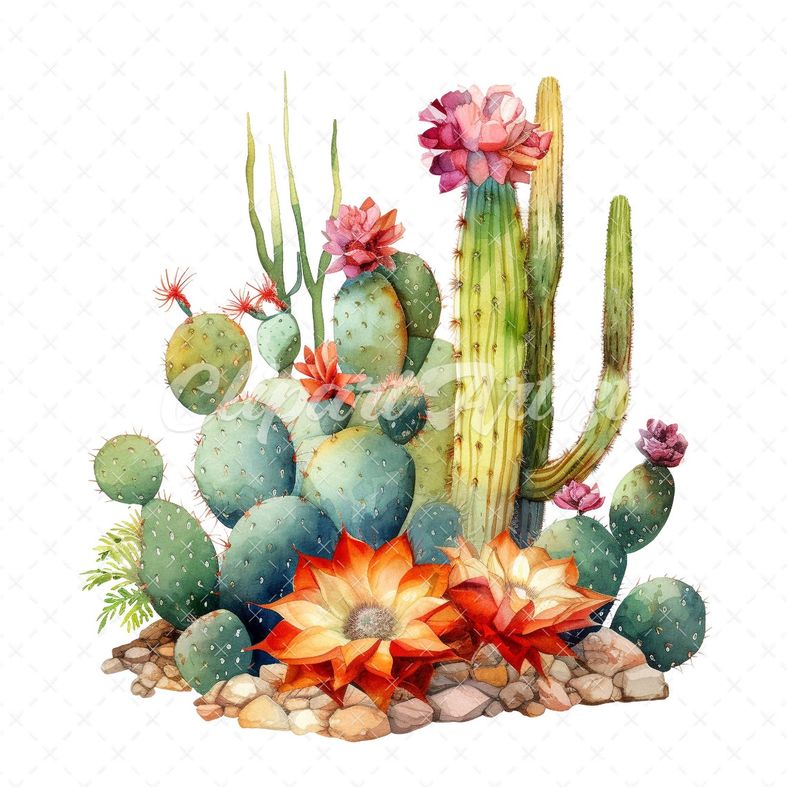 20 High-quality Desert Cacti Clipart Desert Cacti Digital - Etsy