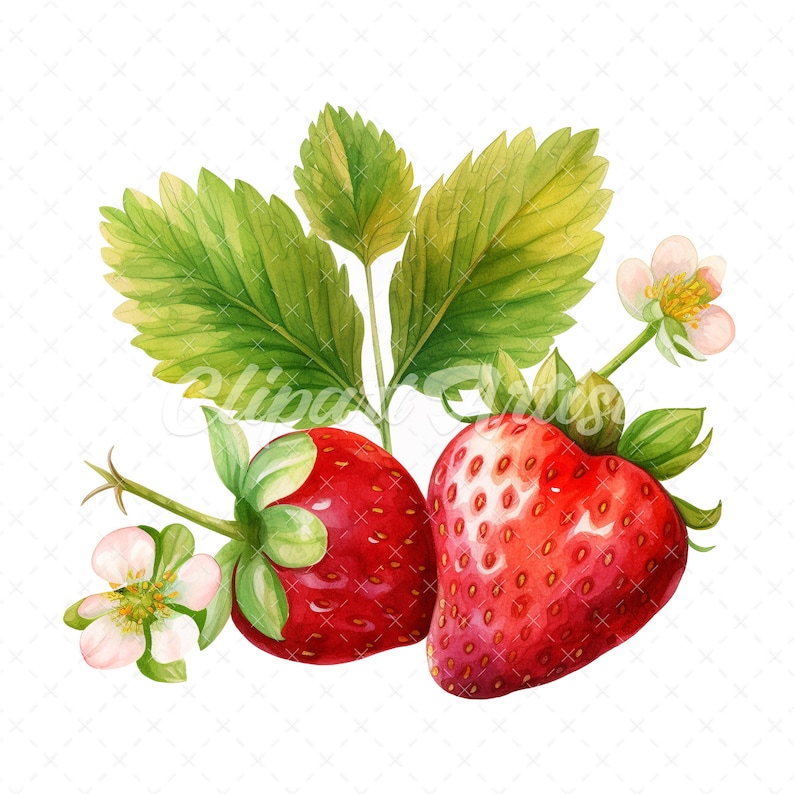 Strawberry Watercolor Clipart – Commercial Use (digital Download) - Etsy
