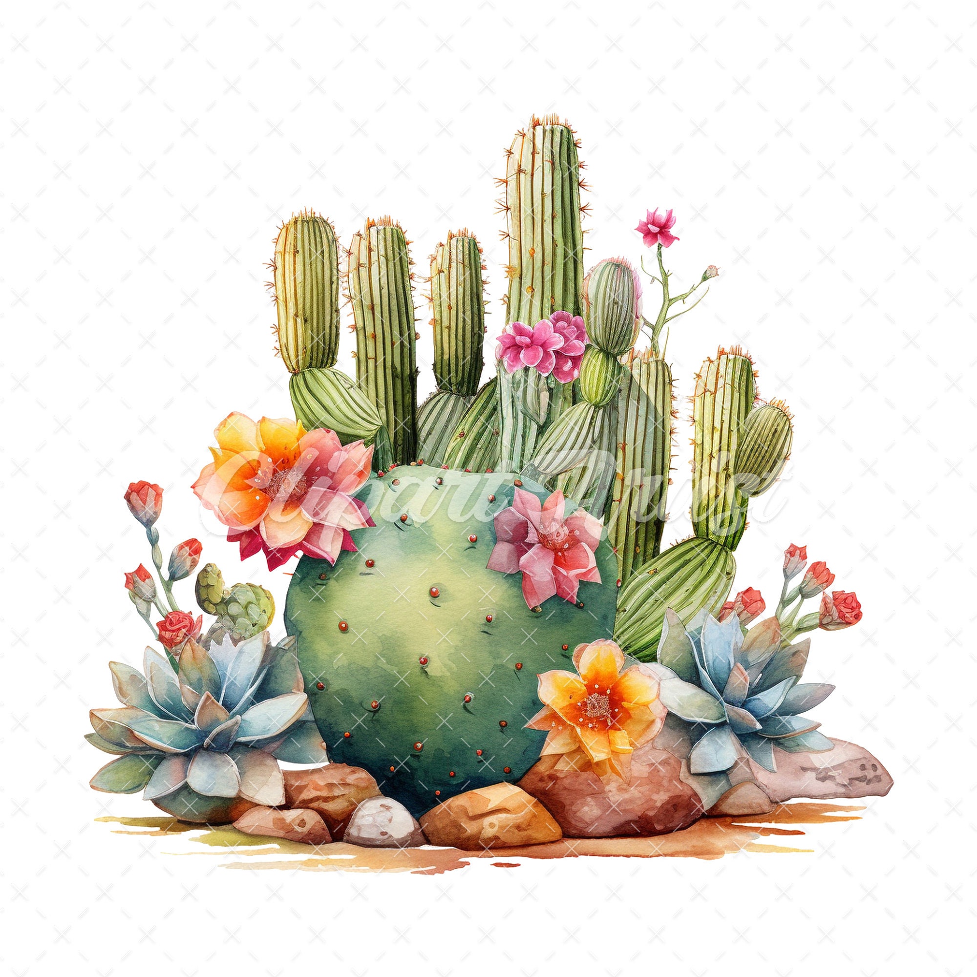 20 High-quality Desert Cacti Clipart Desert Cacti Digital - Etsy