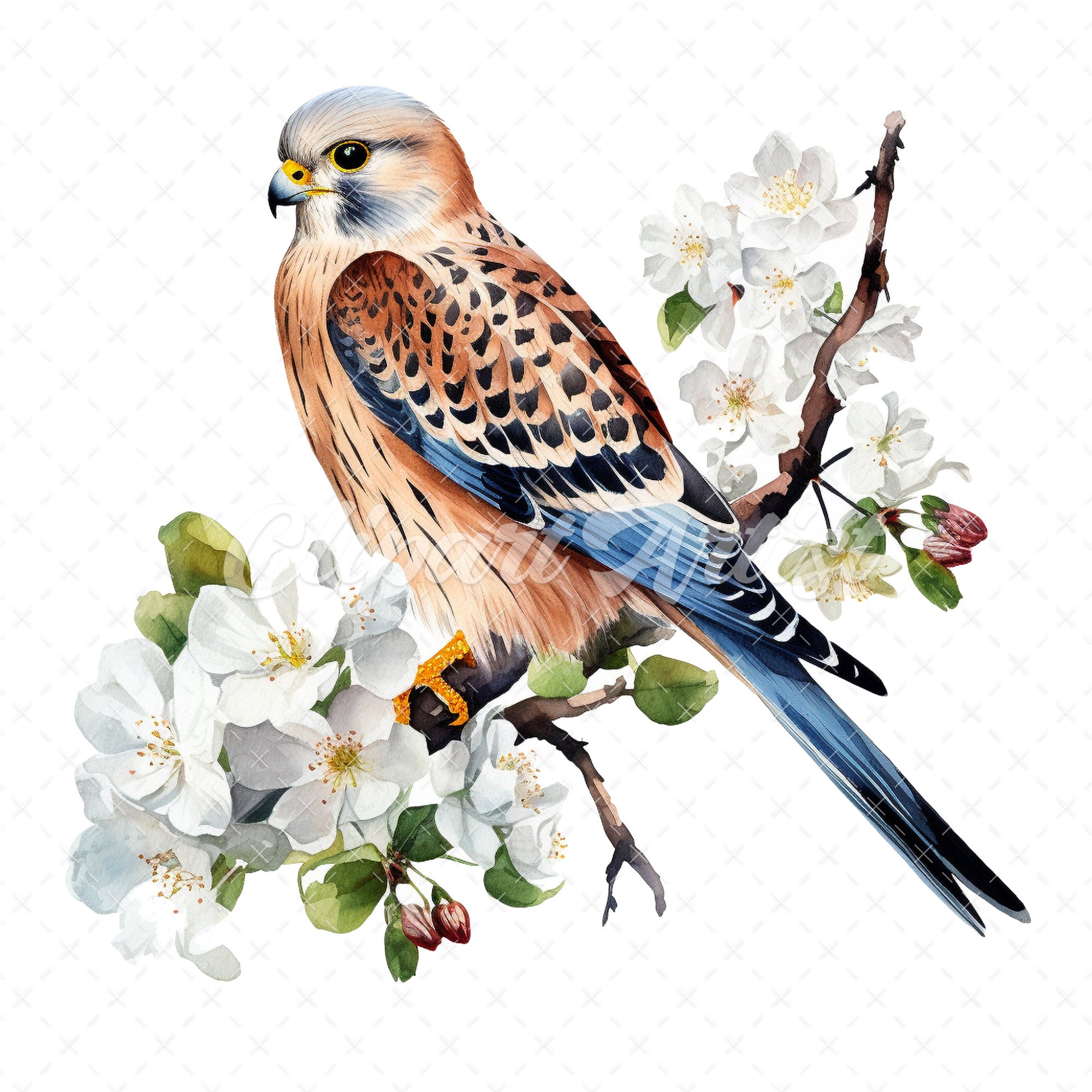 20 High-quality Kestrel Clipart Kestrel Bird Digital - Etsy