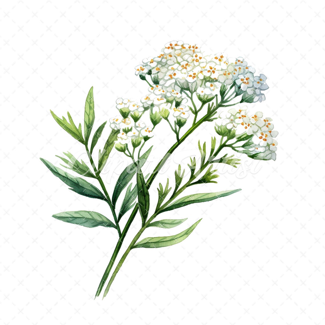 20 High-quality Yarrow Clipart Yarrow Flowers Digital - Etsy