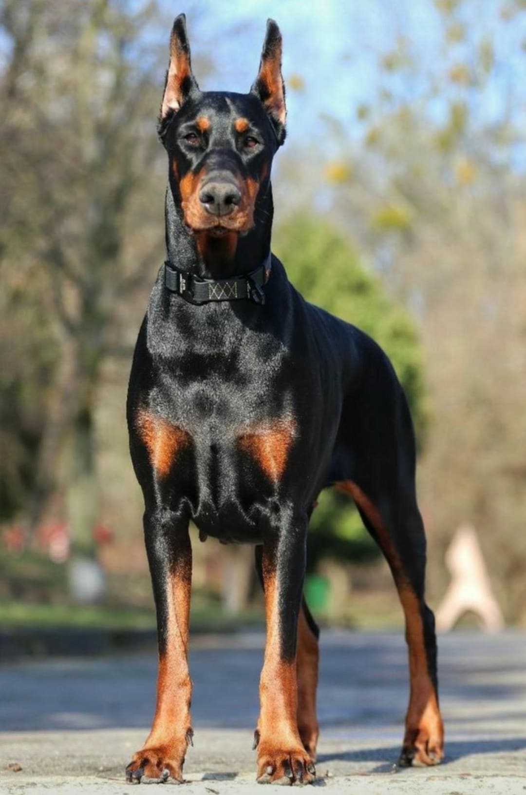 Doberman Dogs - Etsy