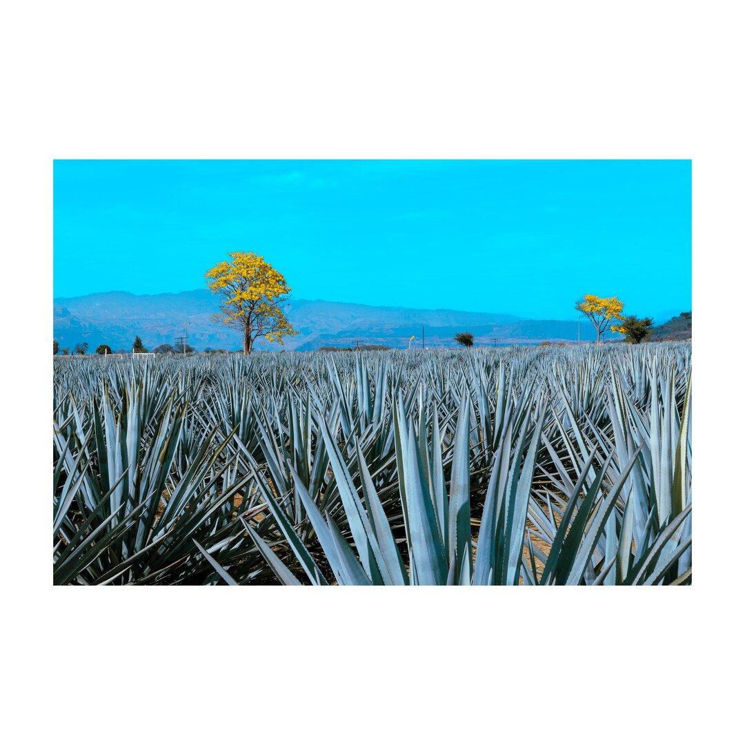 Fine Art Print - Vibrant Tequila Agave Fields With Golden Tree Wall ...