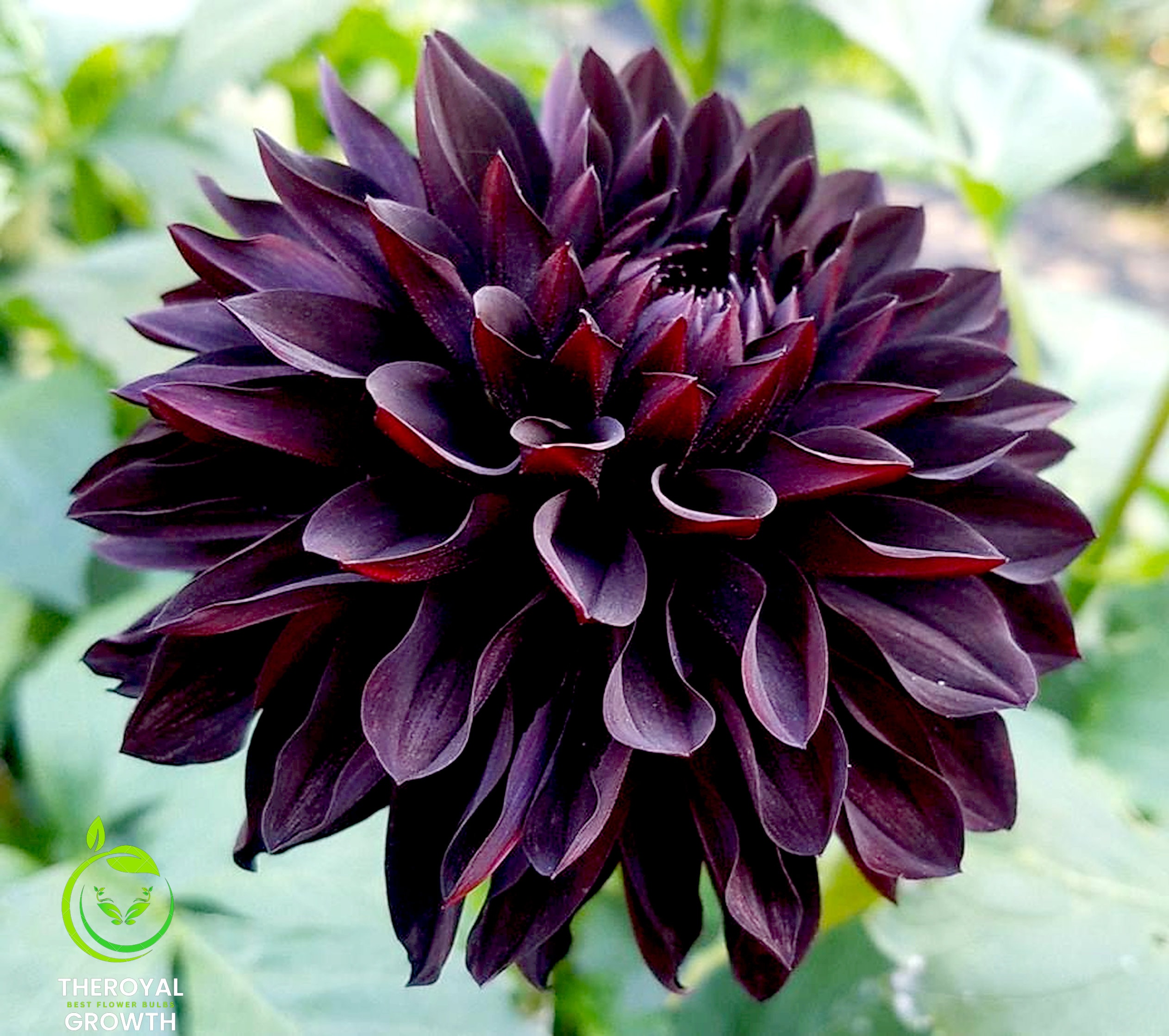 Czarny Charakter Dahlia 3 Tubers - Etsy Canada