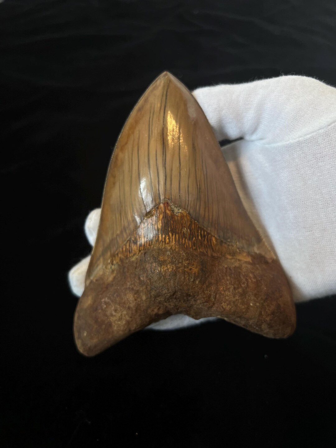 Real Megalodon Shark Tooth - Fossil From Indonesia - Perfectly ...
