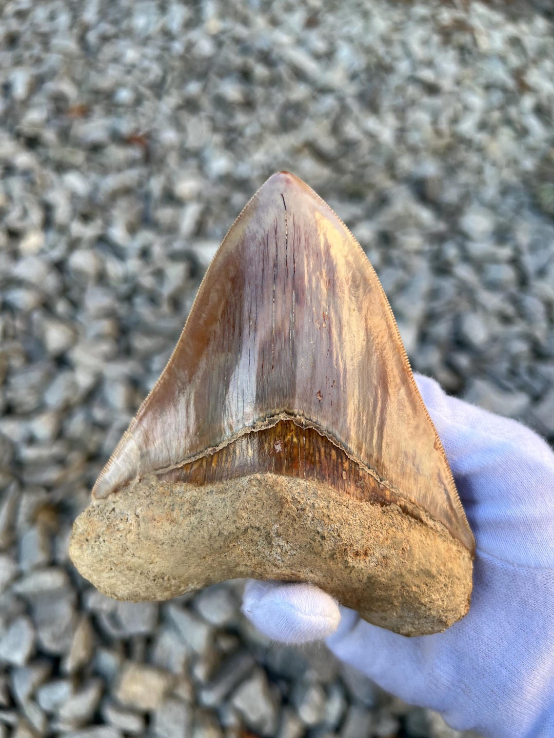 Real Megalodon Shark Tooth - Fossil From Indonesia - Perfectly ...
