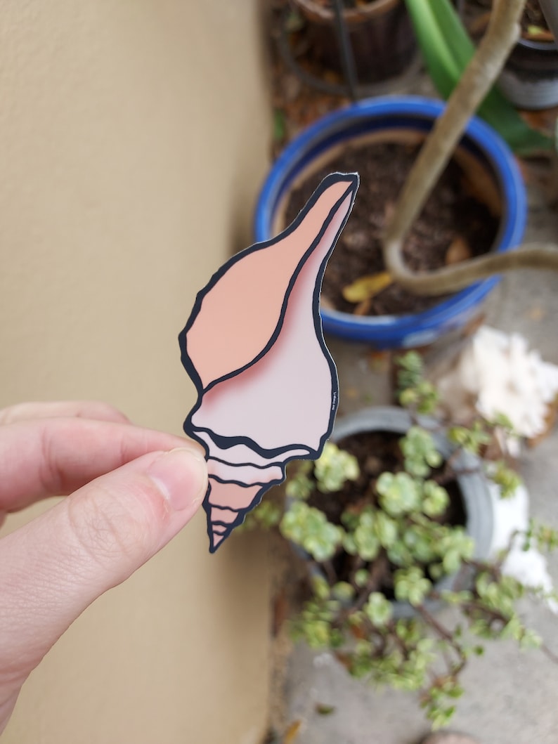 Florida Horse Conch Shell Sticker - Etsy