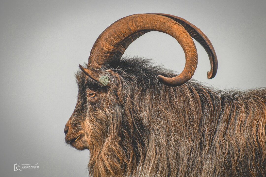 Old Irish Goat Photo Print - Etsy