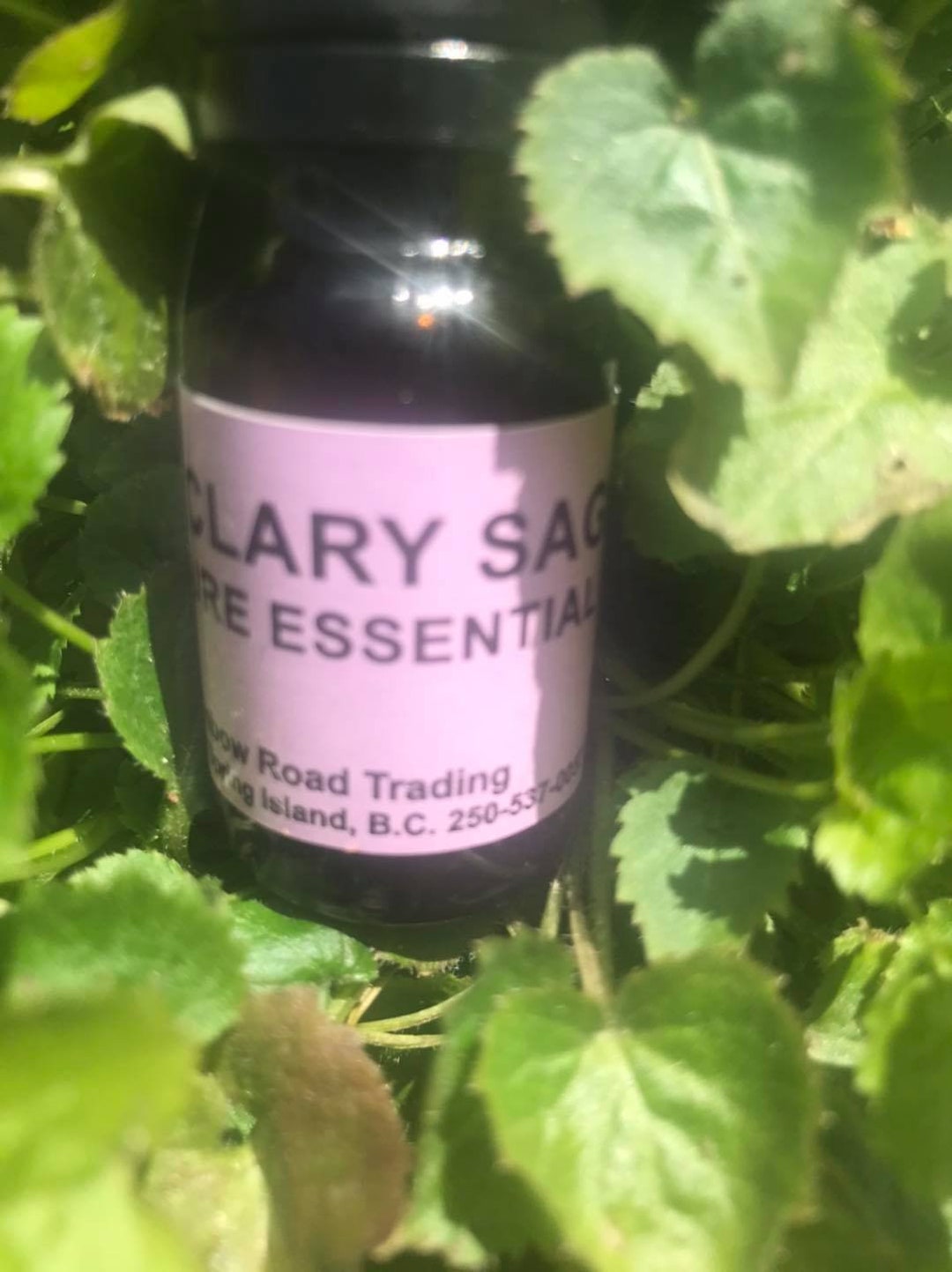 Clary Sage Essential Oil (salvia Sclarea) Pure Steam Distilled (in ...
