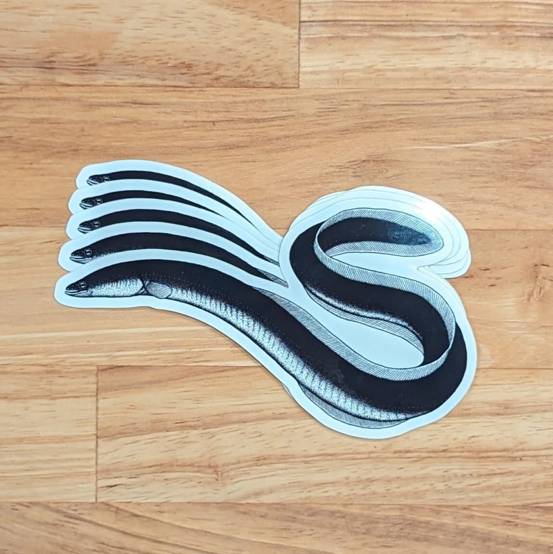 American Eel Sticker 5.5 - Etsy