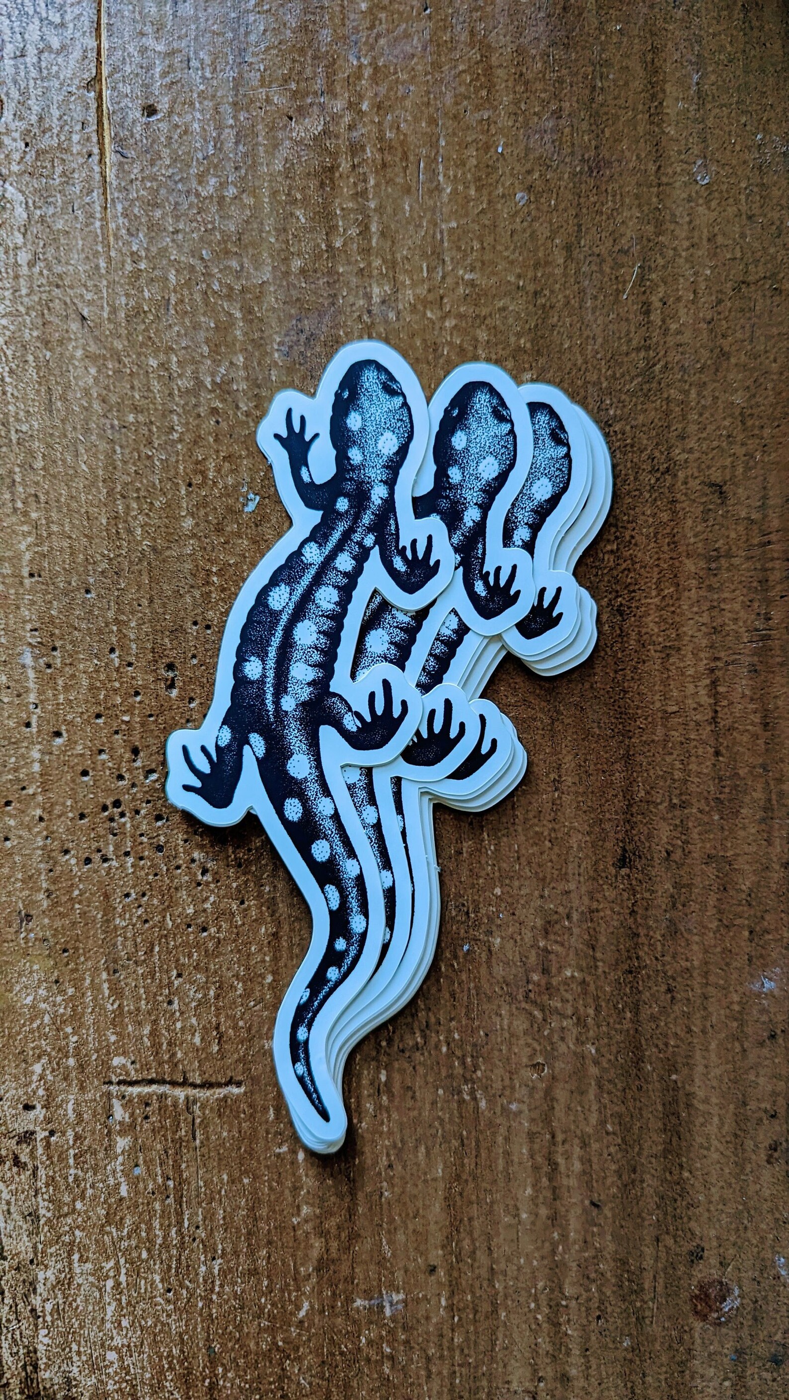 Spotted Salamander Sticker (6") - Etsy