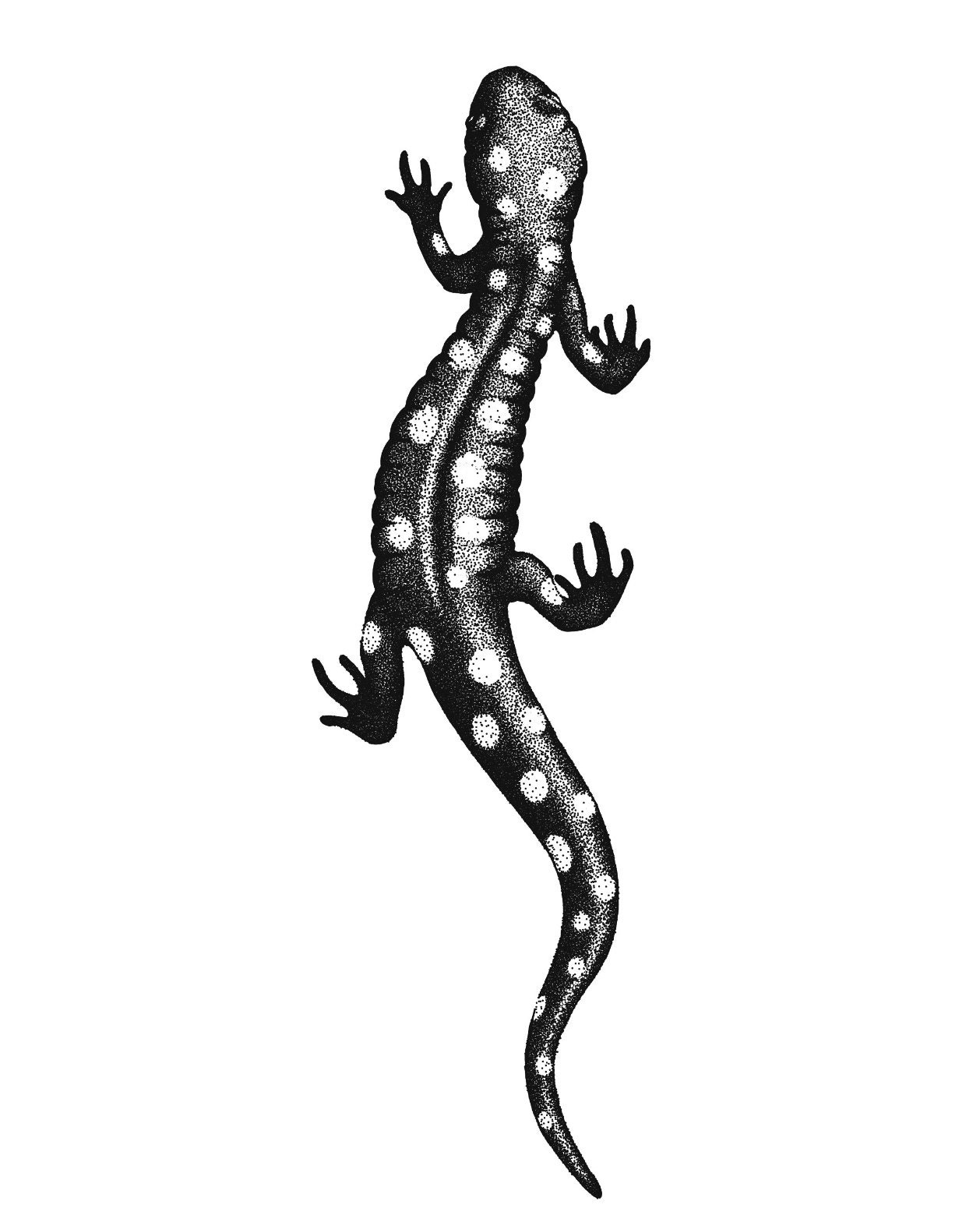 Spotted Salamander Sticker (6") - Etsy