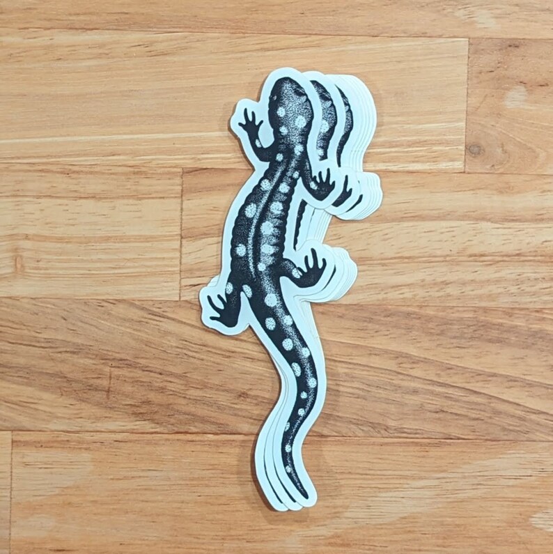 Spotted Salamander Sticker (6") - Etsy