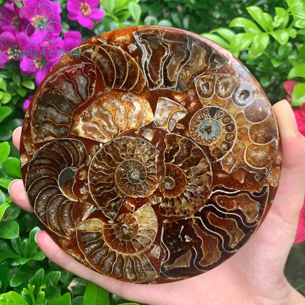 Ammonite - Etsy