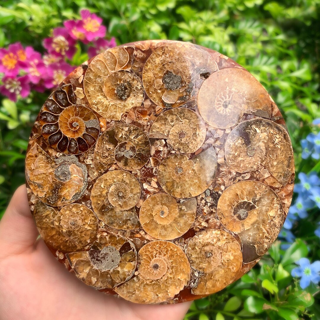 Natural Ammonite Fossil Shell Plate Disk Conch Collection , Rare ...