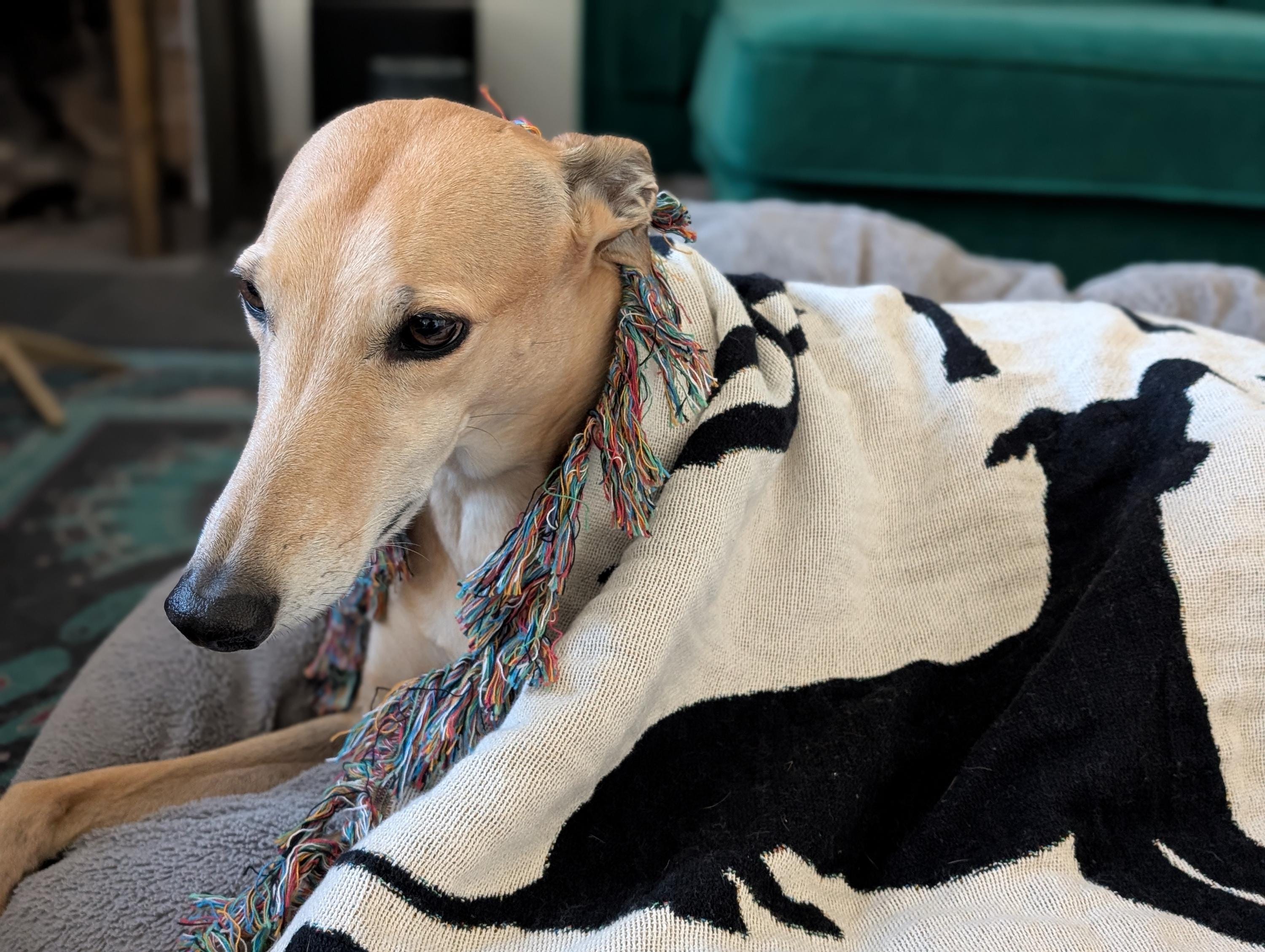 Greyhound 100% Cotton Woven Blanket, Greyhound Gifts, Gift for ...