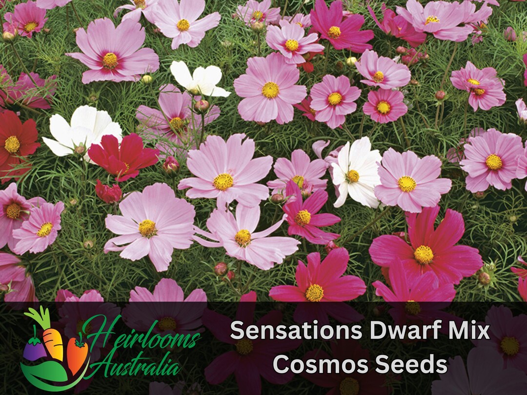 COSMOS 'sensations Dwarf Mix' 50+ Seeds Flower Garden, Long Blooming ...