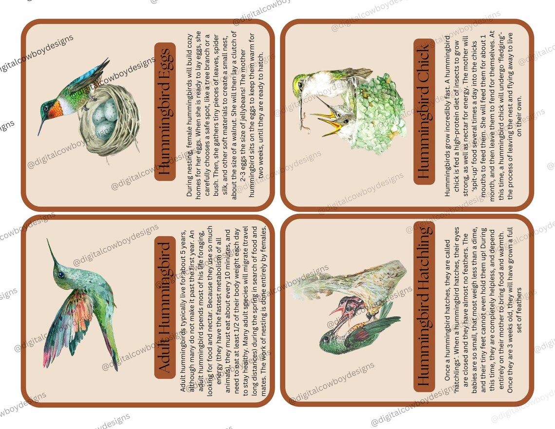 Hummingbird Enrichment Study Unit, Sonoran Desert Lesson, Homeschool ...