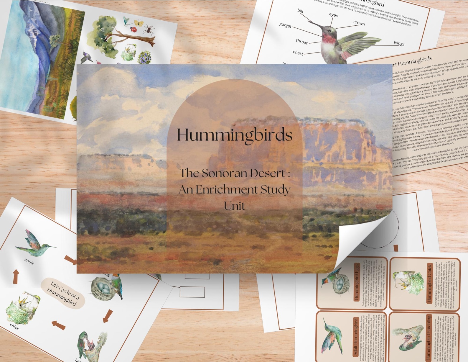 Hummingbird Enrichment Study Unit, Sonoran Desert Lesson, Homeschool ...