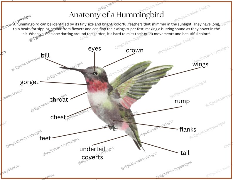 Hummingbird Enrichment Study Unit, Sonoran Desert Lesson, Homeschool ...