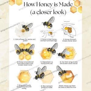 The Honey Bee Unit Plan, Bee Lesson Plan, Honey Curriculum, Homeschool ...
