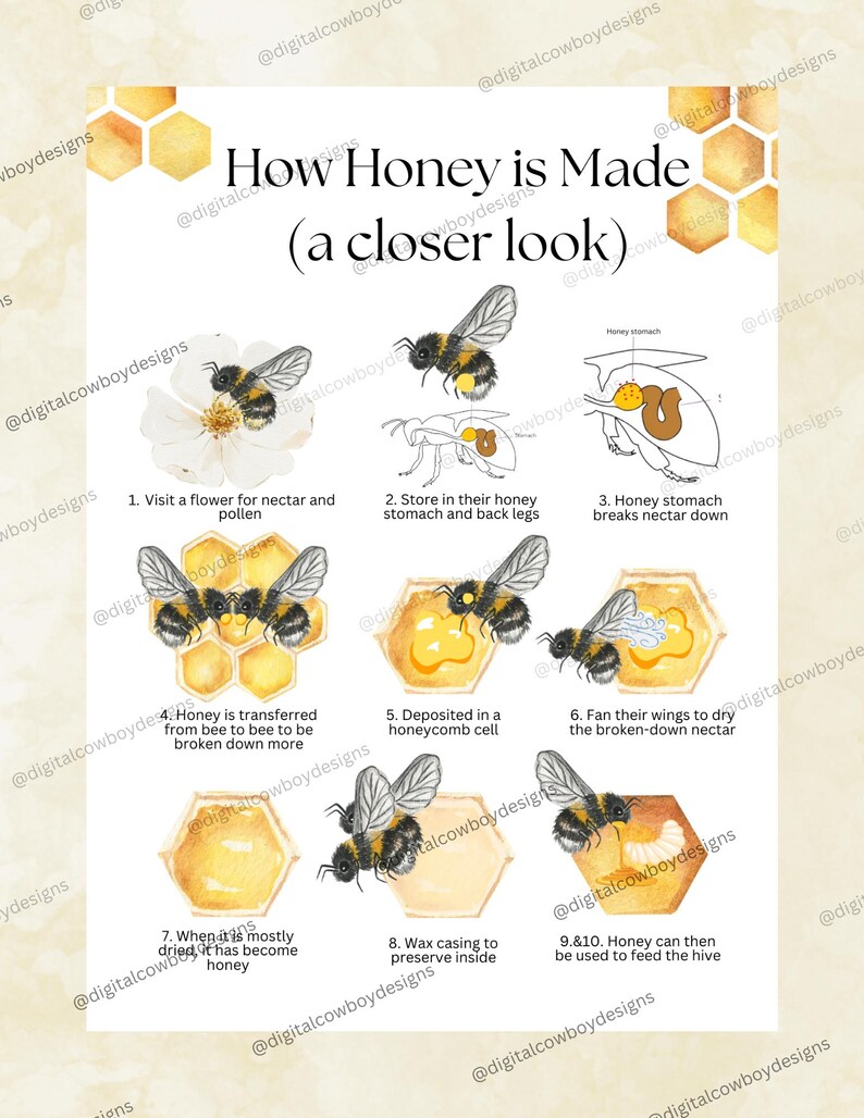 The Honey Bee Unit Plan, Bee Lesson Plan, Honey Curriculum, Homeschool ...