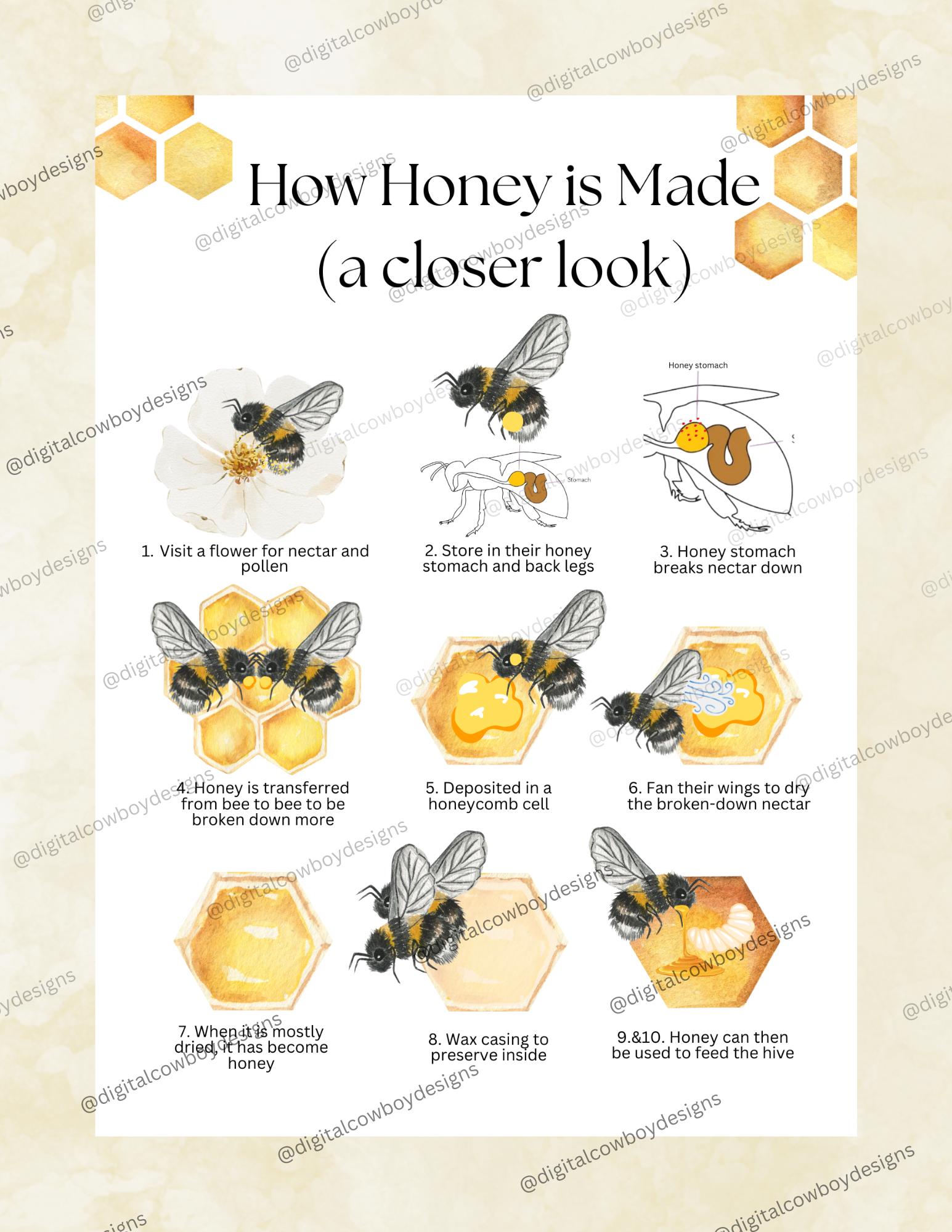 The Honey Bee Unit Plan, Bee Lesson Plan, Honey Curriculum, Homeschool ...