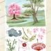 Japan Unit Plan, Asia Lesson Plan, Japan Curriculum, Homeschool Unit ...