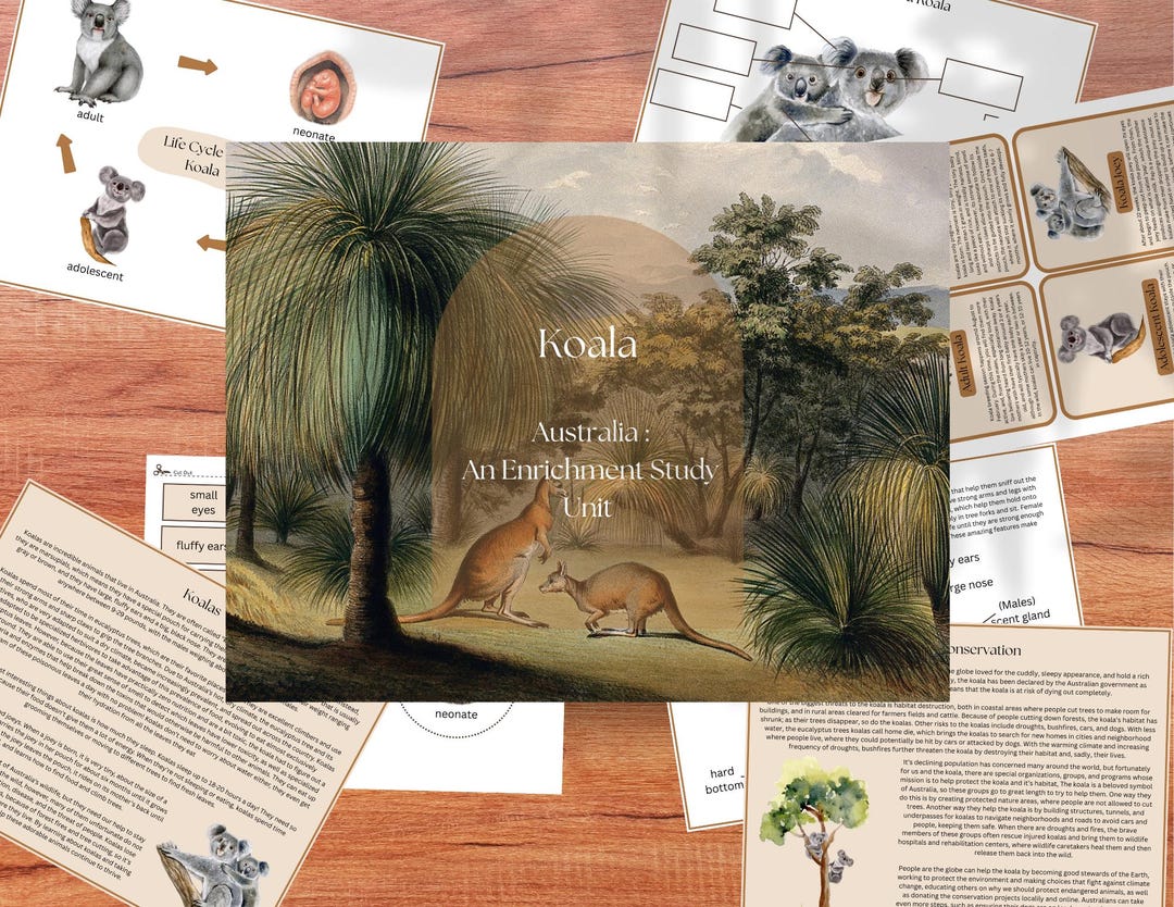 Koala Enrichment Study Unit, Australia Lesson, Homeschool Koala Lesson ...