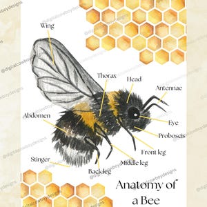 The Honey Bee Unit Plan, Bee Lesson Plan, Honey Curriculum, Homeschool ...